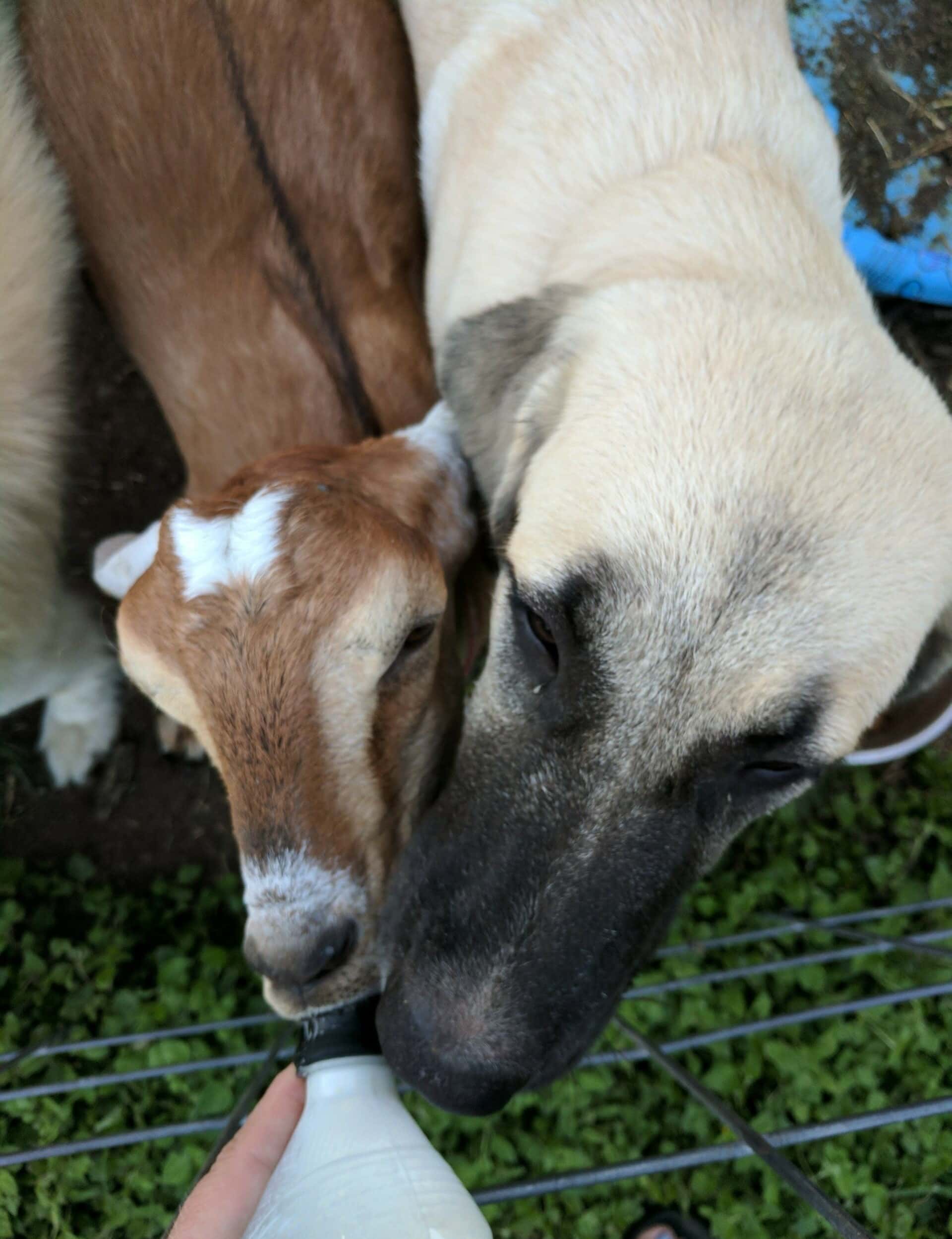 Reina, Our Great Pyrenees mix and the Bearded Lady Soap Factory Goat ...